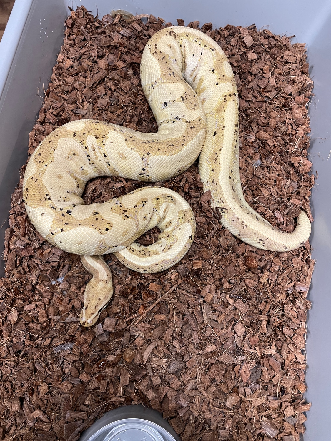 Leopard Coral Glow Het Clown Ball Python by Nussman Reptiles - MorphMarket