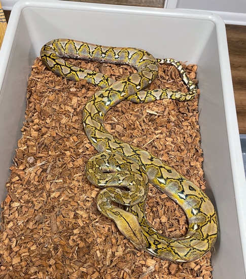 100% Kalatoa Super Dwarf Reticulated Python by Nussman Reptiles
