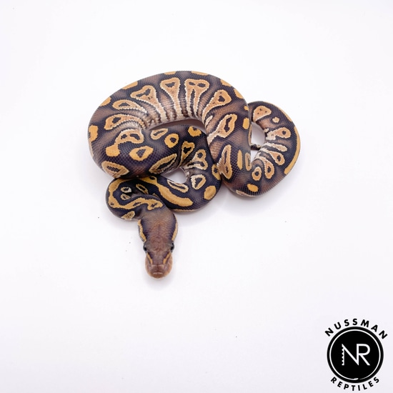 Blackhead Hypo Het Clown Ball Python by Nussman Reptiles