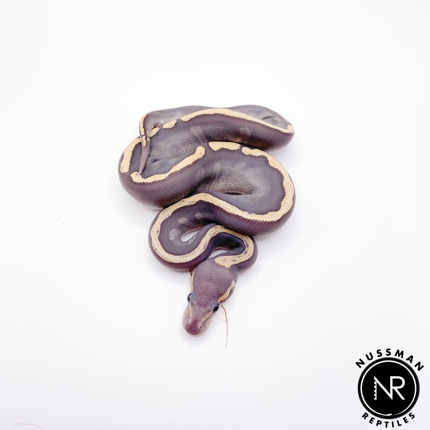 GHI Mojave Hypo Het Clown Ball Python by Nussman Reptiles - MorphMarket