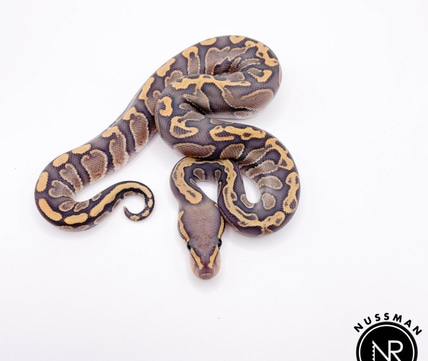 Blackhead Enchi Clown Het Hypo Ball Python by Nussman Reptiles ...