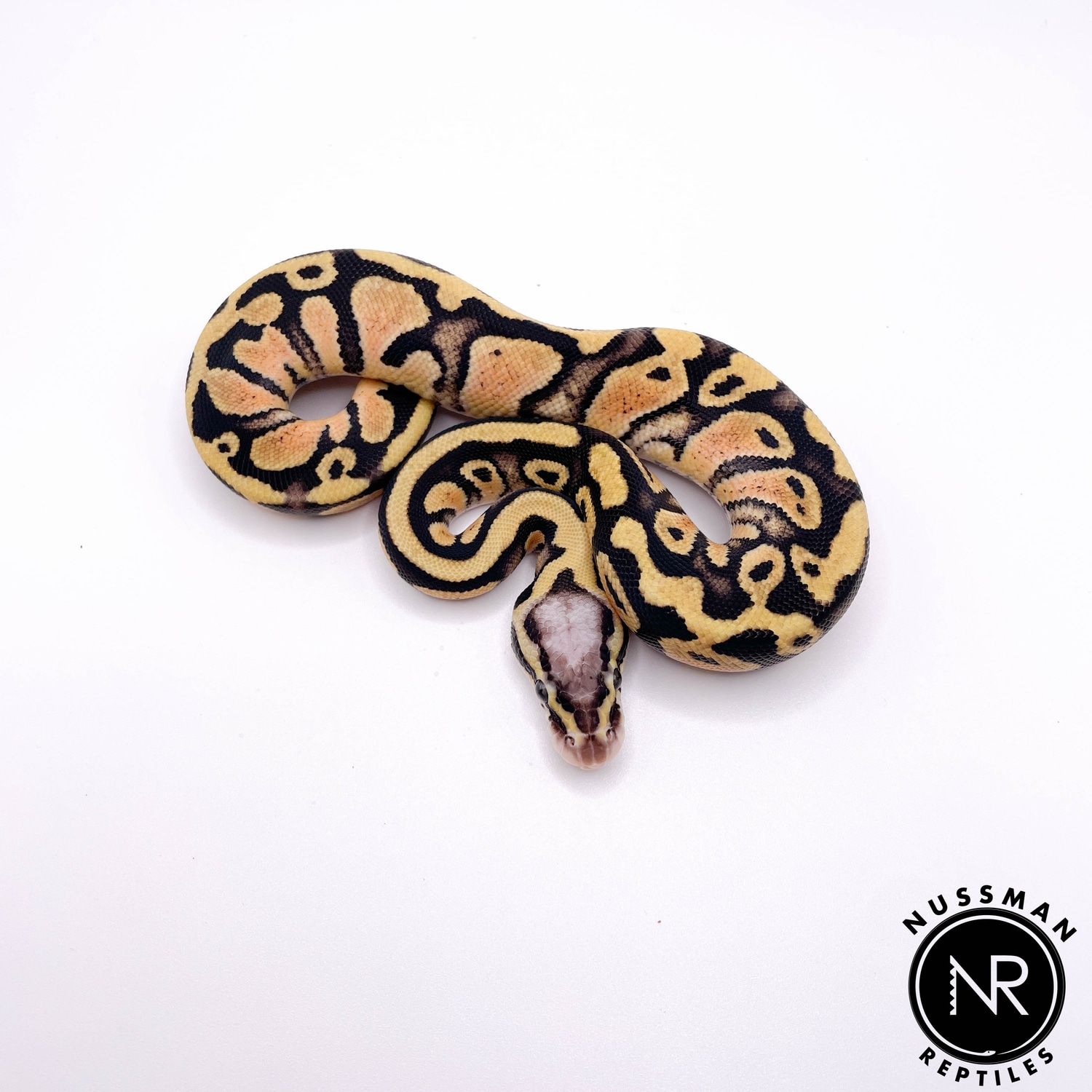 Pastel Vanilla Dh DG Clown 50% Het Hypo Ball Python by Nussman Reptiles ...