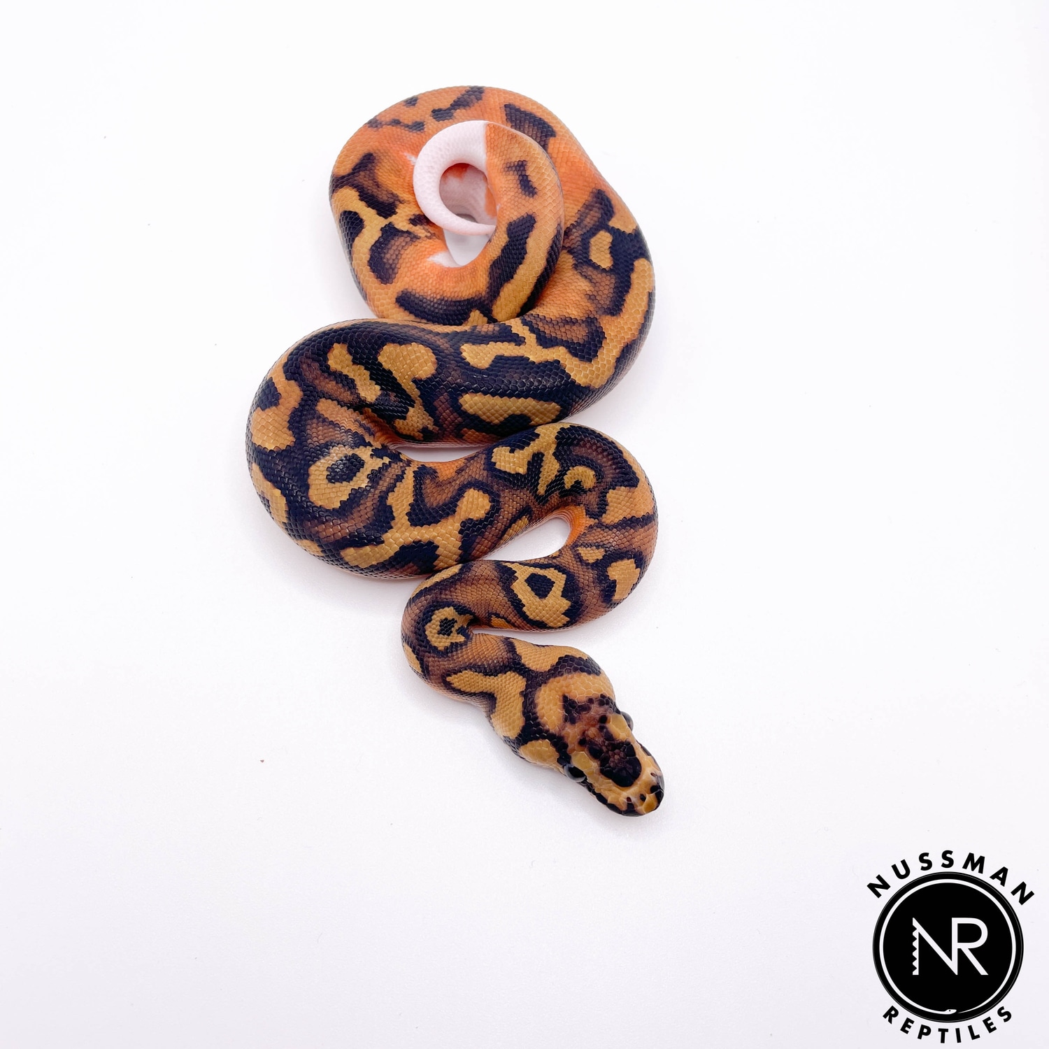 Clown Pied Ball Python by Nussman Reptiles - MorphMarket