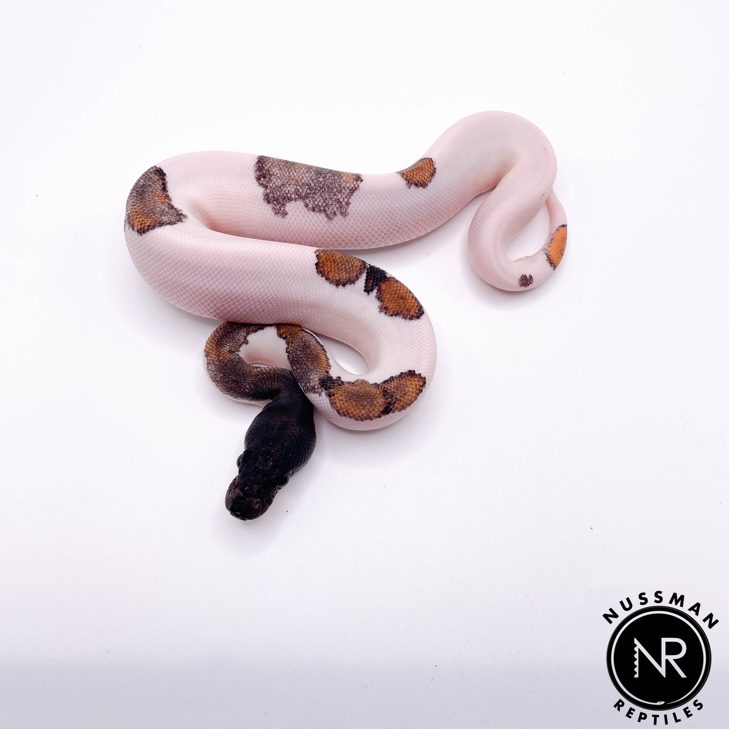 Super Blackhead Mojave Pied Ball Python by Nussman Reptiles - MorphMarket