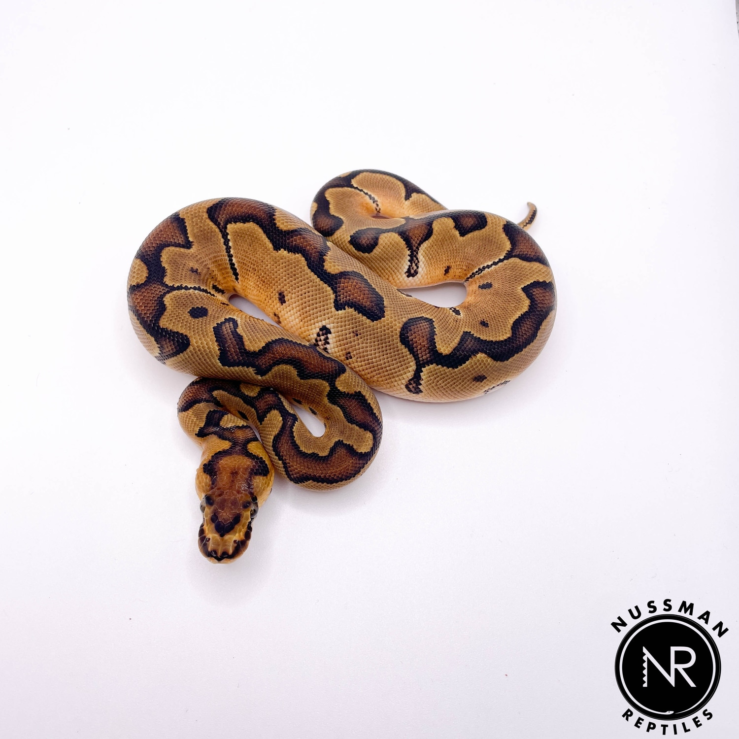 Enchi Clown 50% Het Hypo Ball Python by Nussman Reptiles - MorphMarket