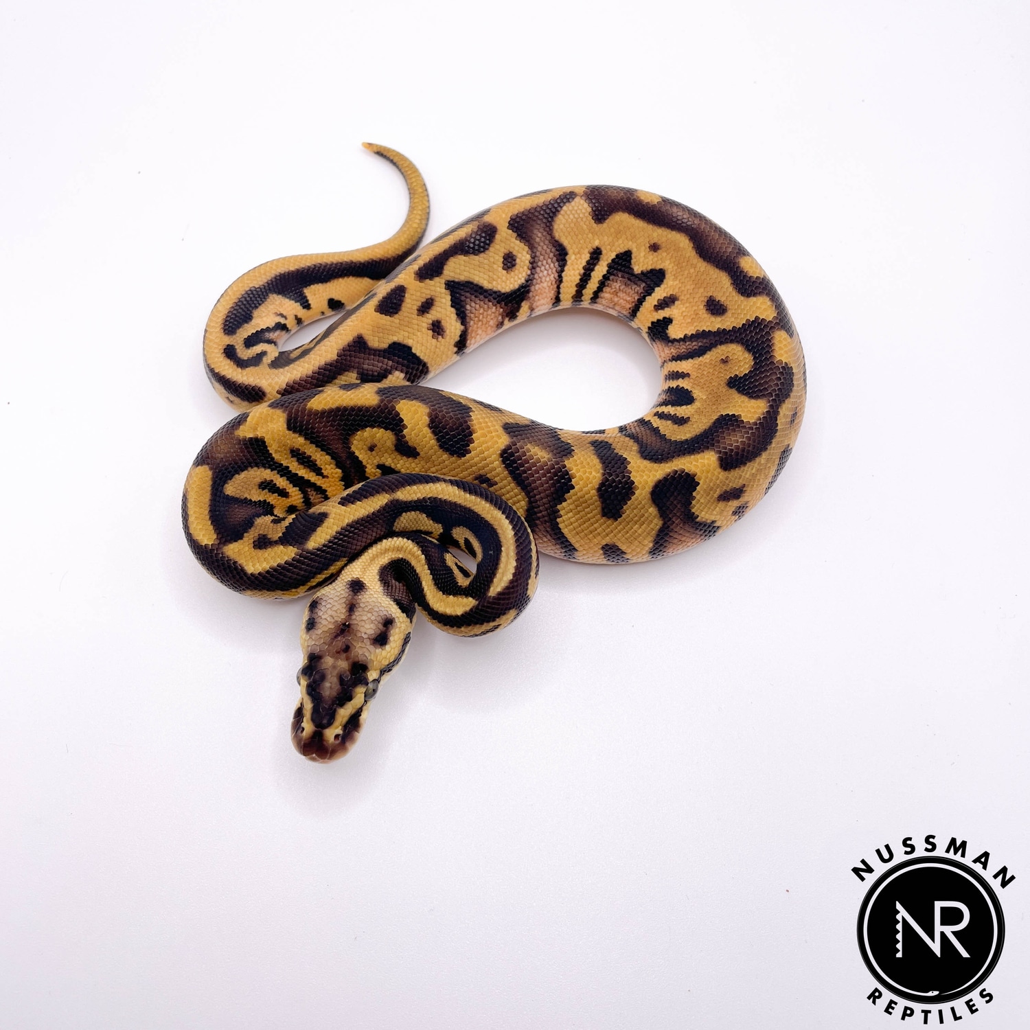 Pastel Enchi Leopard Het Clown 50% Het Hypo Ball Python by Nussman ...