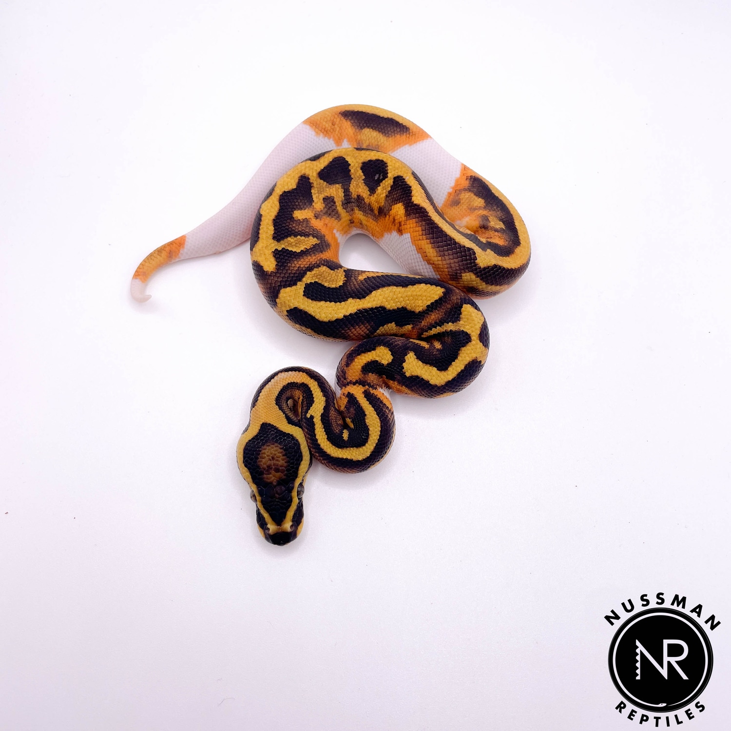 Enchi YB Pied 66% Het Clown Ball Python by Nussman Reptiles - MorphMarket