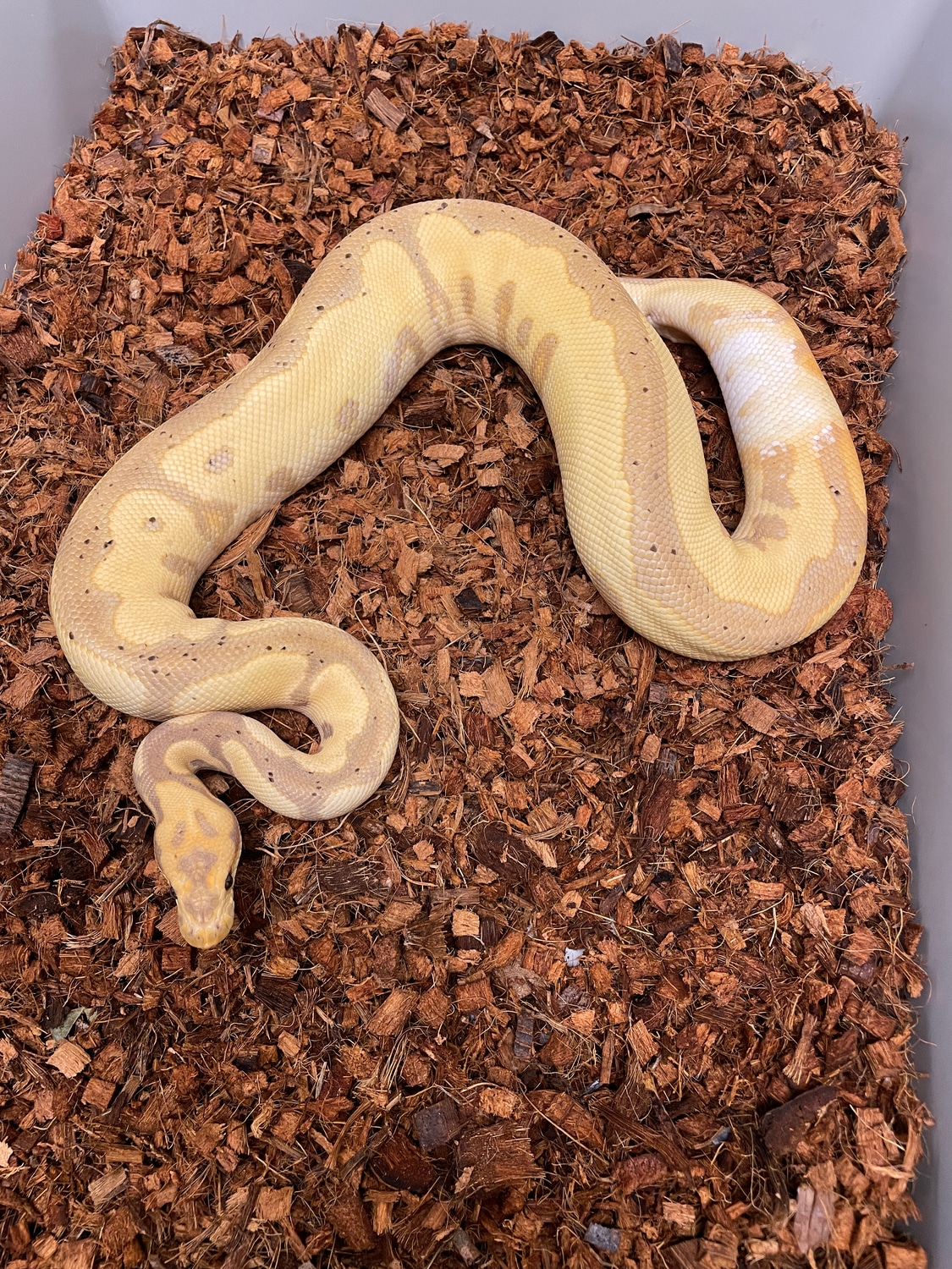 Leopard Coral Glow Clown Ball Python by Nussman Reptiles - MorphMarket