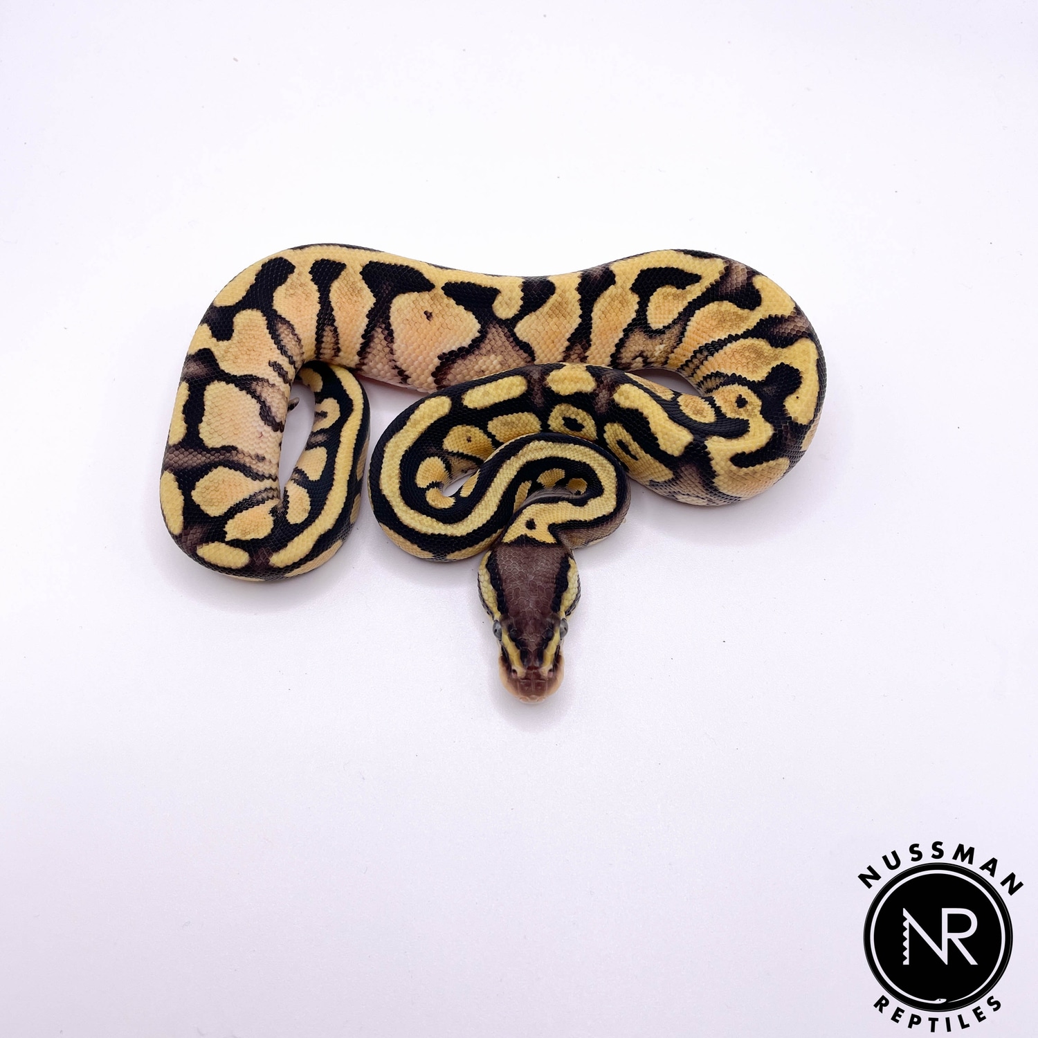 Pastel YB Pos OD 66% Dh DG Puzzle 50% Het Hypo Ball Python by Nussman ...