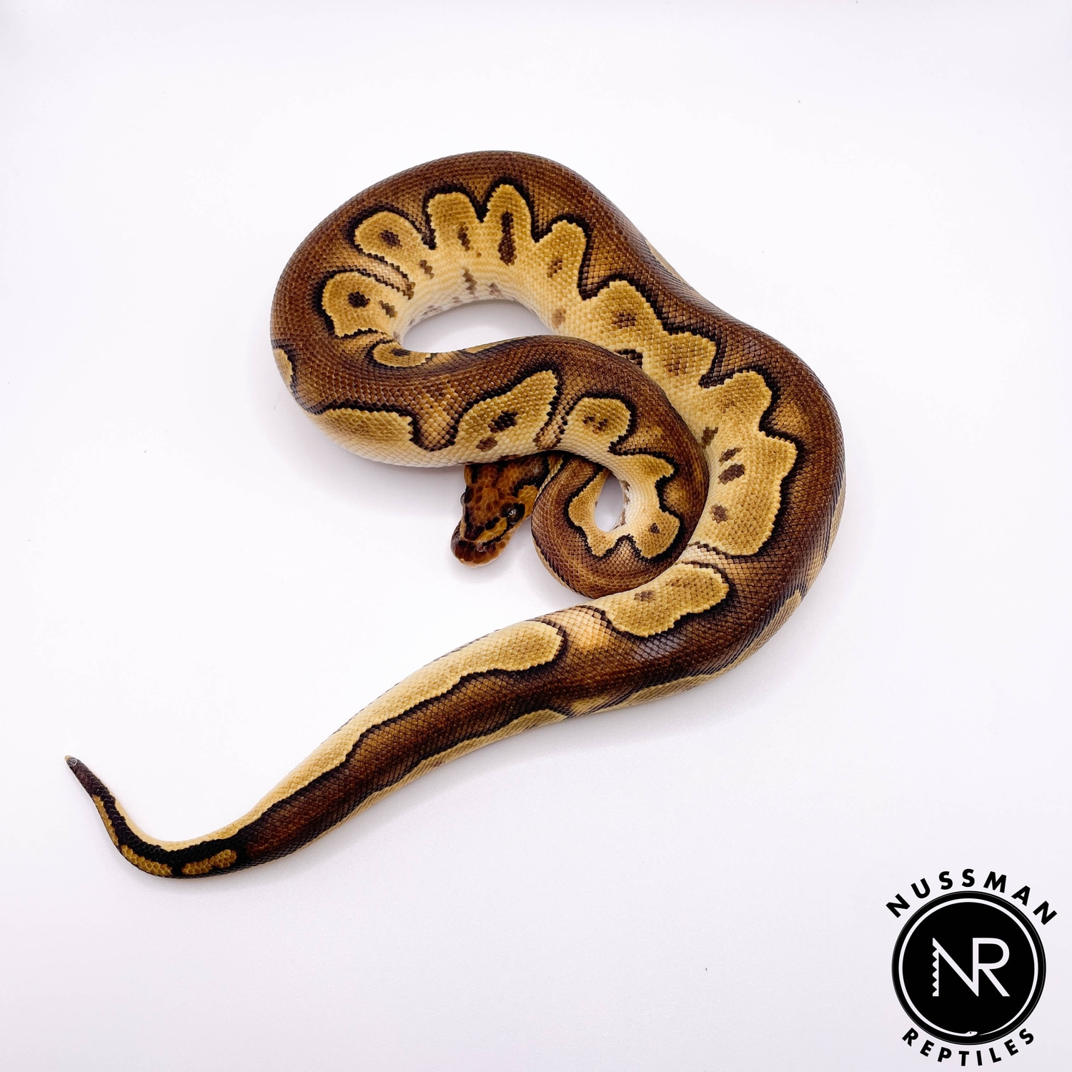 Blackhead Enchi Clown Het Hypo Ball Python by Nussman Reptiles ...