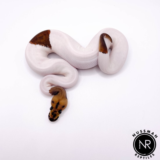 Leopard Yellowbelly Clown Pied Ball Python by Nussman Reptiles