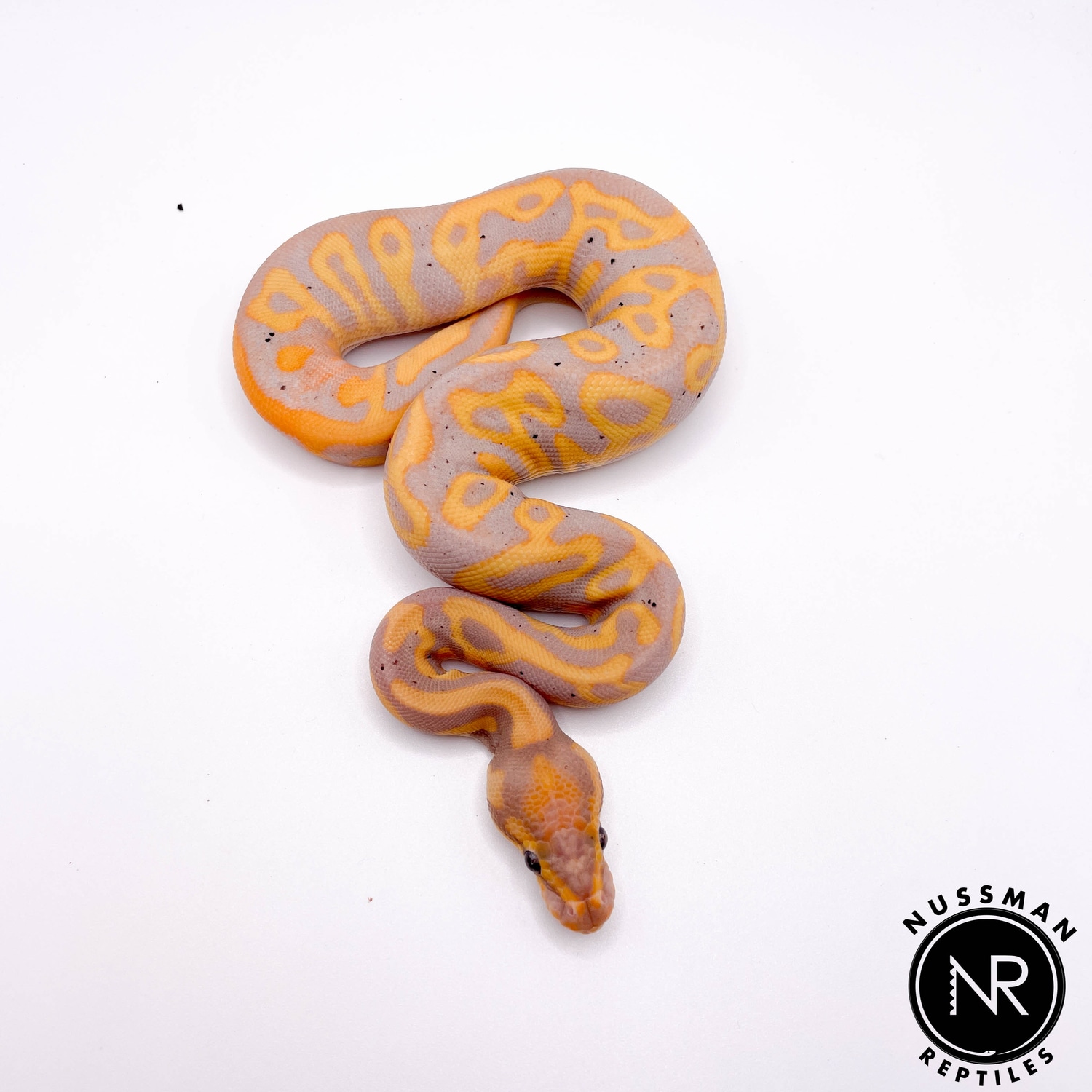 Leopard YB Coral Glow Dh Clown Pied, Pos Enchi Ball Python by Nussman ...