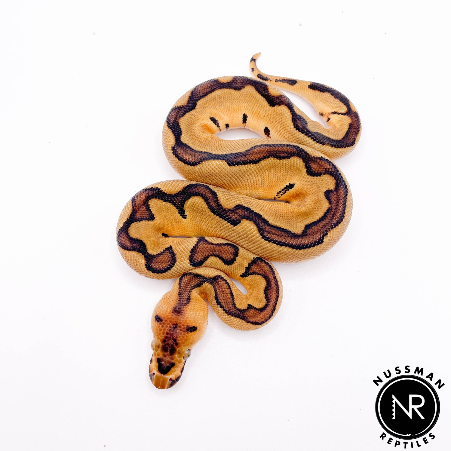 Enchi Yellowbelly Clown Het Pied Ball Python by Nussman Reptiles ...