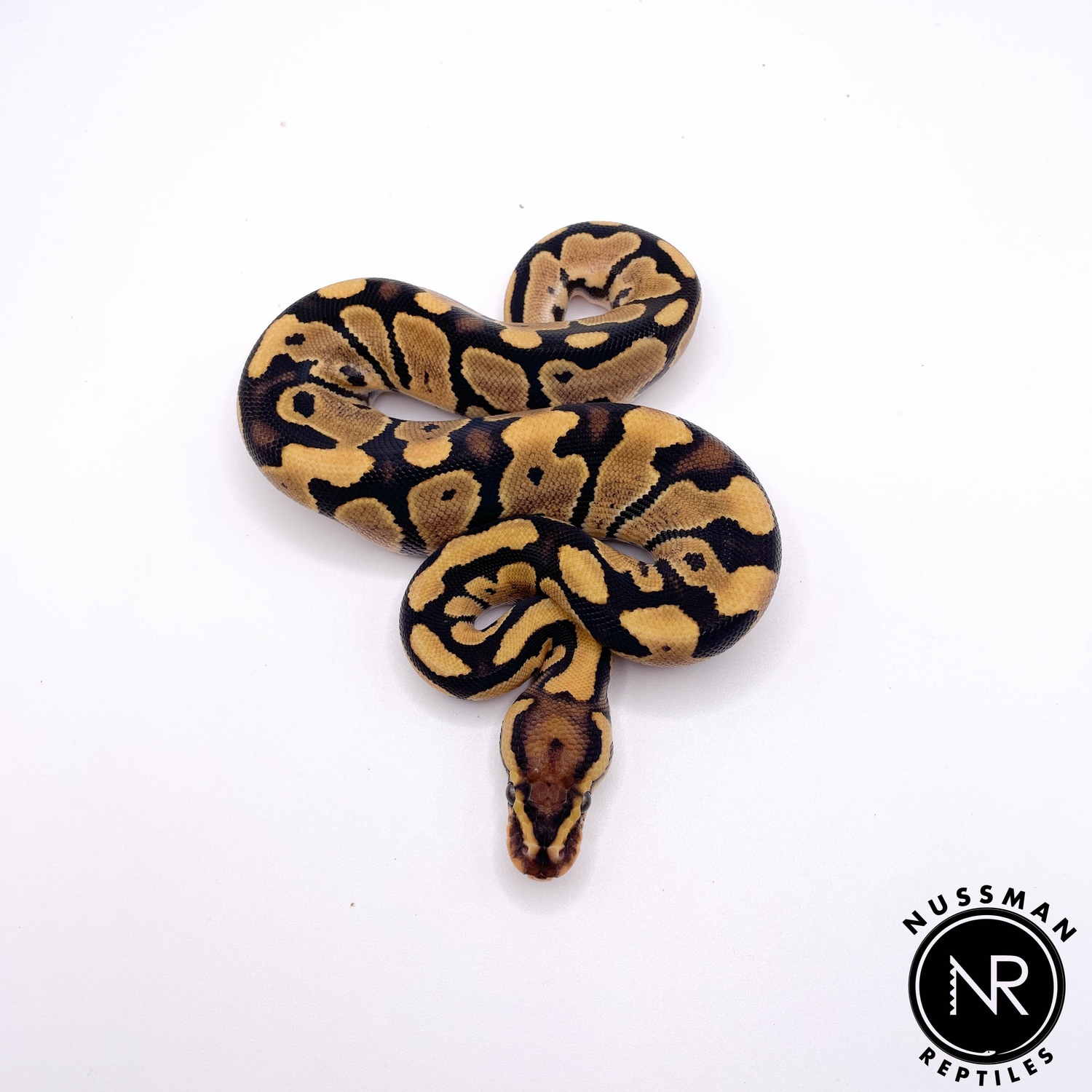 Fire Dh Clown Pied Ball Python by Nussman Reptiles - MorphMarket