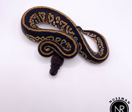 Blackhead Enchi Clown Het Hypo Ball Python by Nussman Reptiles - MorphMarket