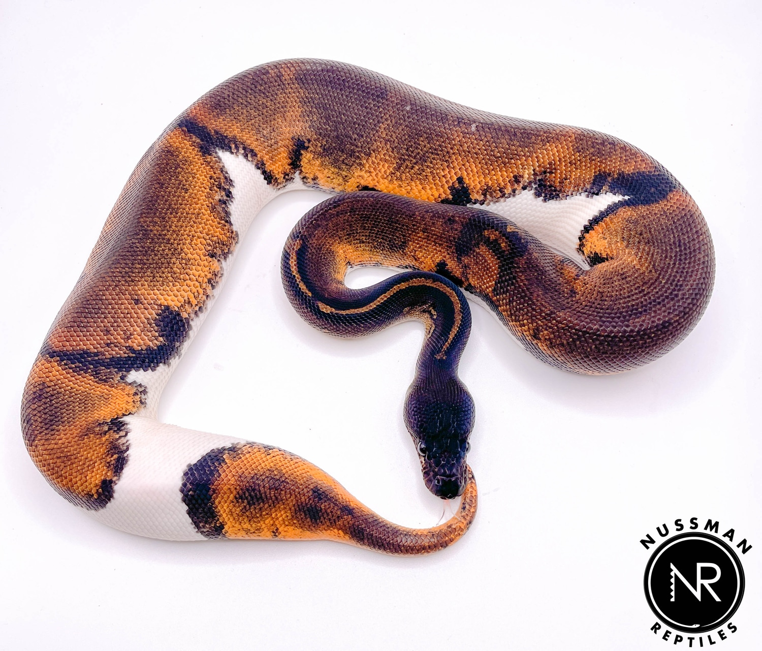 Super Blackhead Pied Ball Python by Nussman Reptiles - MorphMarket