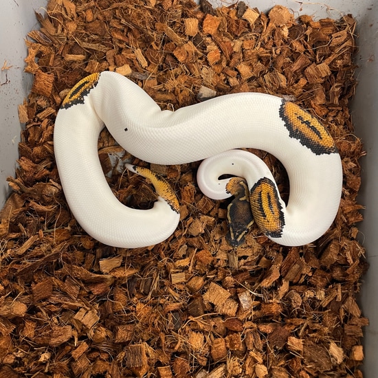 Orange Dream Blackhead Yellowbelly Pied Ball Python by Nussman Reptiles