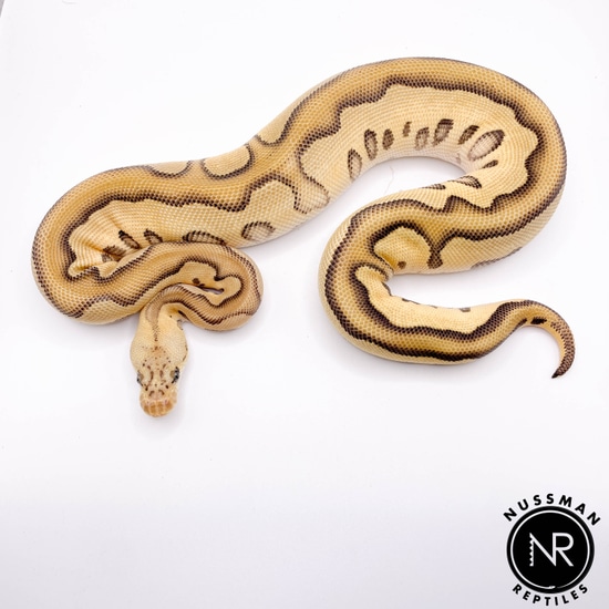 Pastel Leopard Phantom Orange Dream Clown Ball Python by Nussman Reptiles