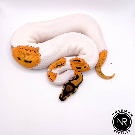 Super Orange Dream Yellowbelly Leopard Pied Het Clown Ball Python by ...