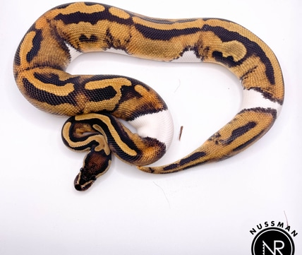 Blackhead Enchi Clown Het Hypo Ball Python by Nussman Reptiles ...