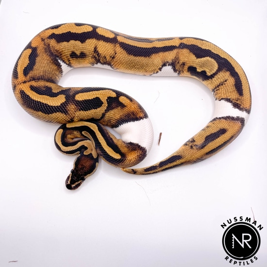 Pied Het DG Ball Python by Nussman Reptiles