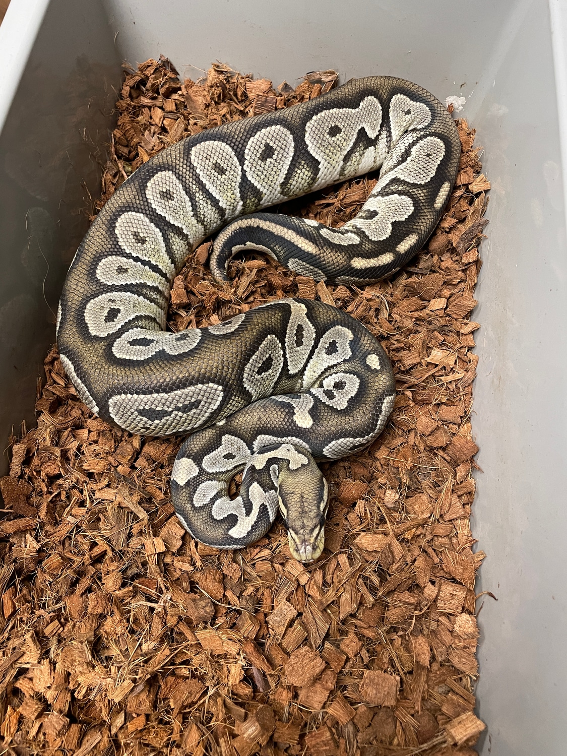 Blackhead Hypo Ball Python by Nussman Reptiles - MorphMarket