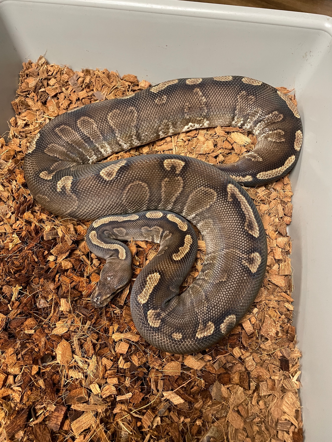 GHI Chocolate Het Hypo Ball Python by Nussman Reptiles - MorphMarket