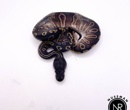 Blackhead Enchi Clown Het Hypo Ball Python by Nussman Reptiles ...