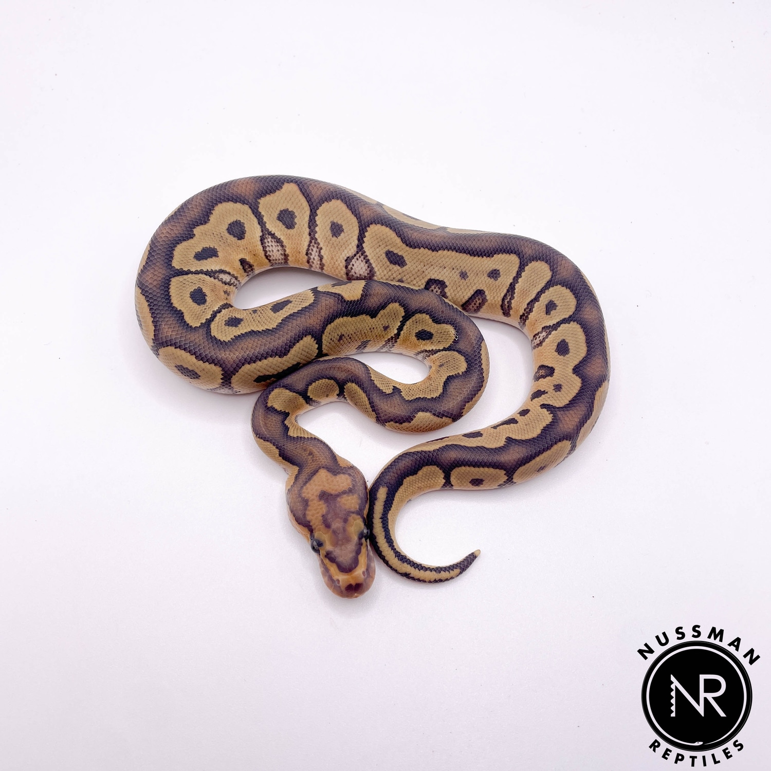 Hypo Clown Ball Python by Nussman Reptiles - MorphMarket