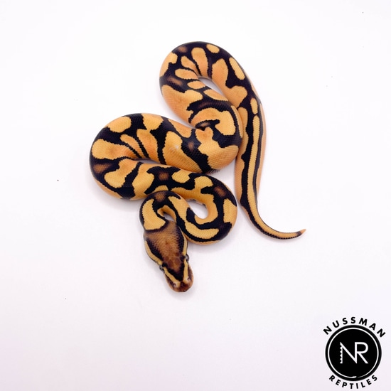 Super Orange Dream Fire/Vanilla Dh DG Puzzle Ball Python by Nussman ...