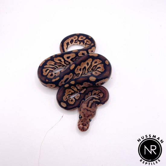 Black Pastel Spotnose YB Clown Ball Python by Nussman Reptiles