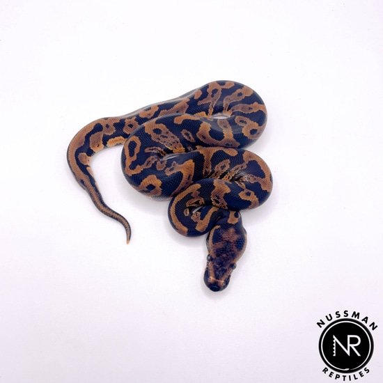 Leopard Confusion Het Clown Ball Python by Nussman Reptiles