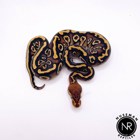 Orange Dream Enchi Cypress Hurricane Het Clown Ball Python by Nussman Reptiles