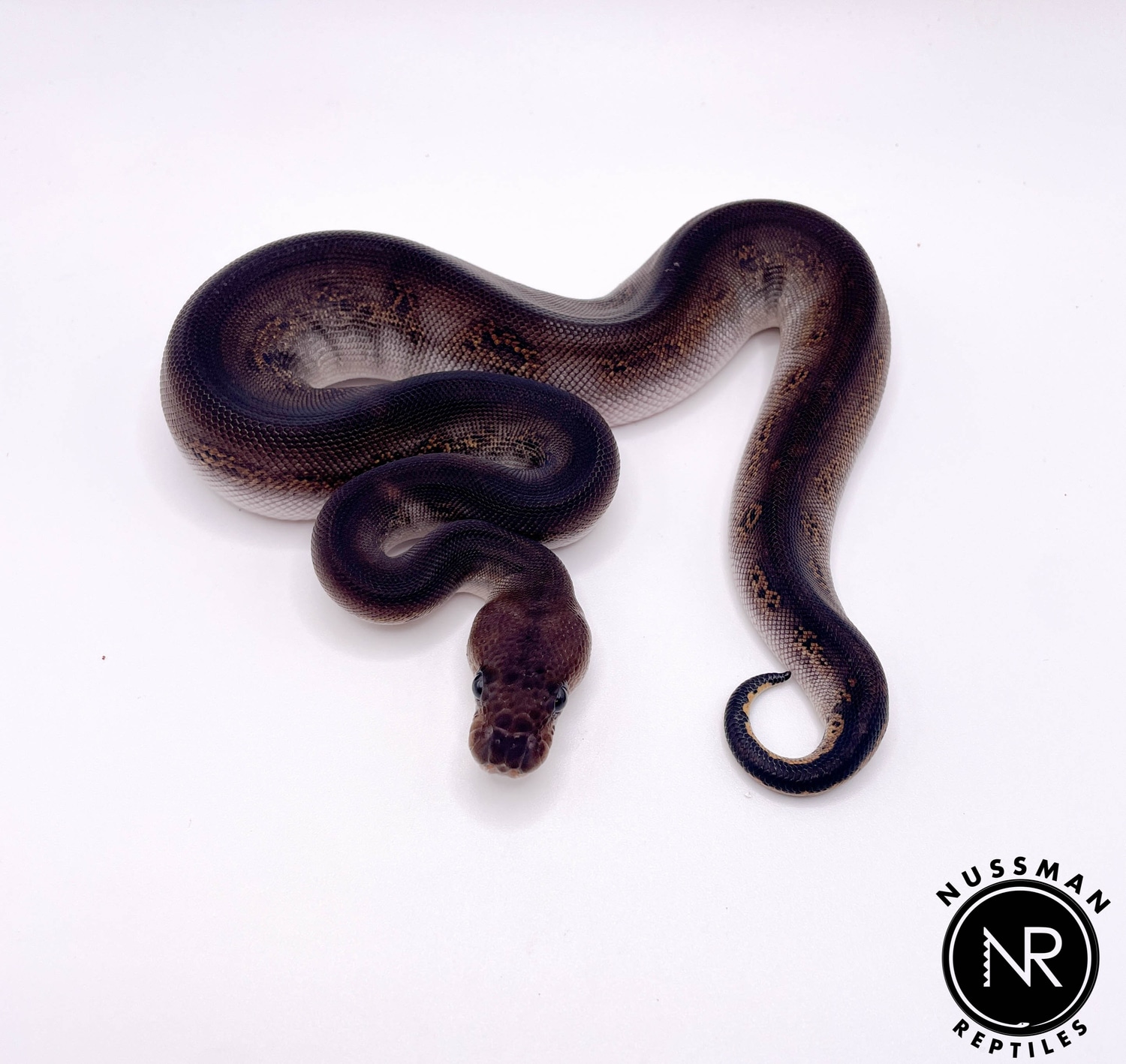 Super Blackhead Super Leopard Clown Ball Python by Nussman Reptiles ...