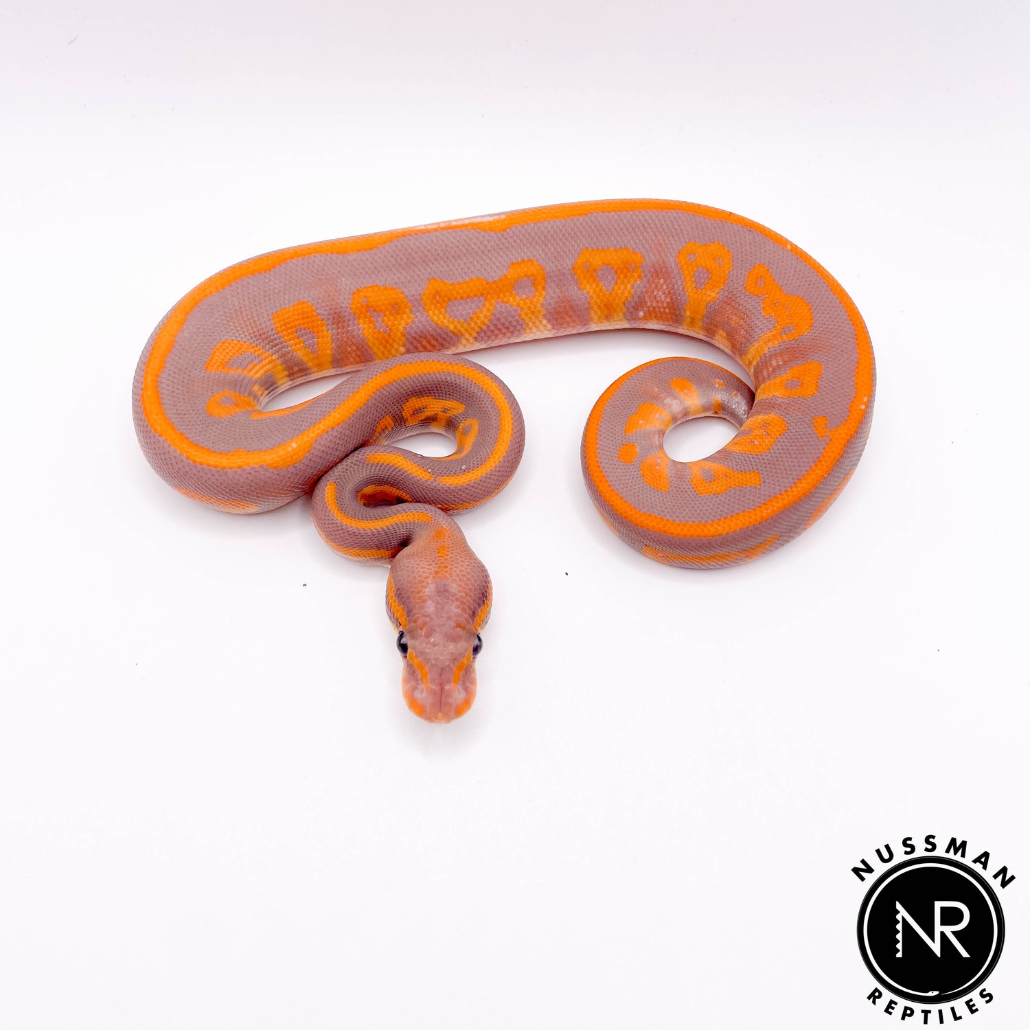 Blackhead Leopard Coral Glow Het Clown Ball Python by Nussman Reptiles ...