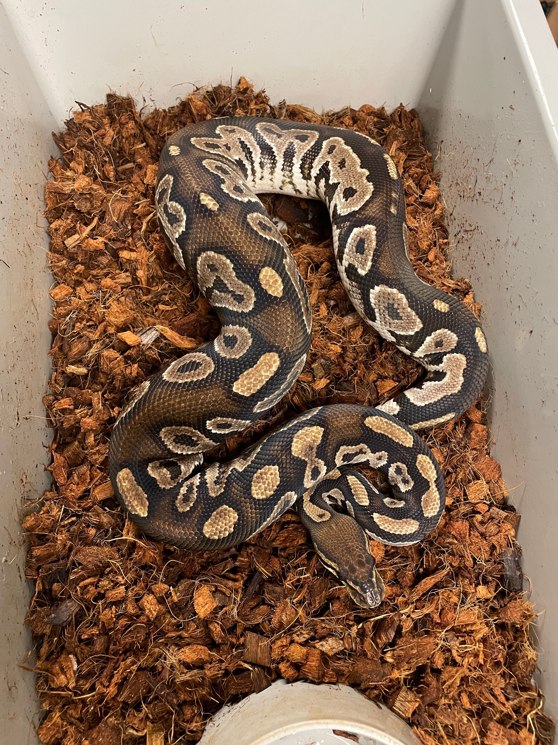 Bongo Dh Hypo Clown Ball Python by Nussman Reptiles - MorphMarket