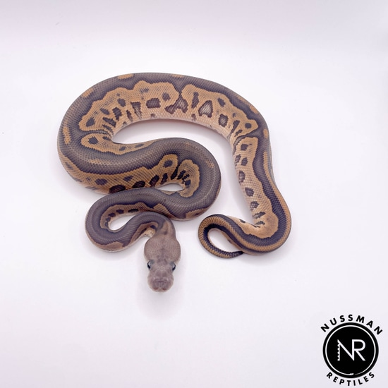 Cinnamon Leopard Hypo Clown Ball Python by Nussman Reptiles