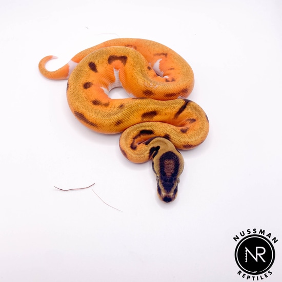Super Orange Dream Enchi Leopard YB Pied Ball Python by Nussman Reptiles