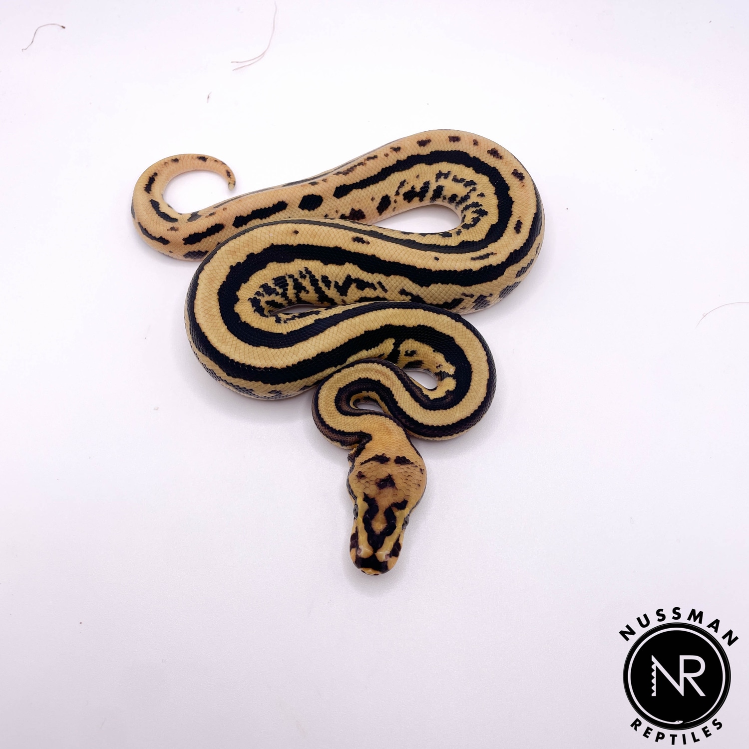 Fire Yellowbelly Leopard Spotnose Dh DG Clown Ball Python by Nussman ...