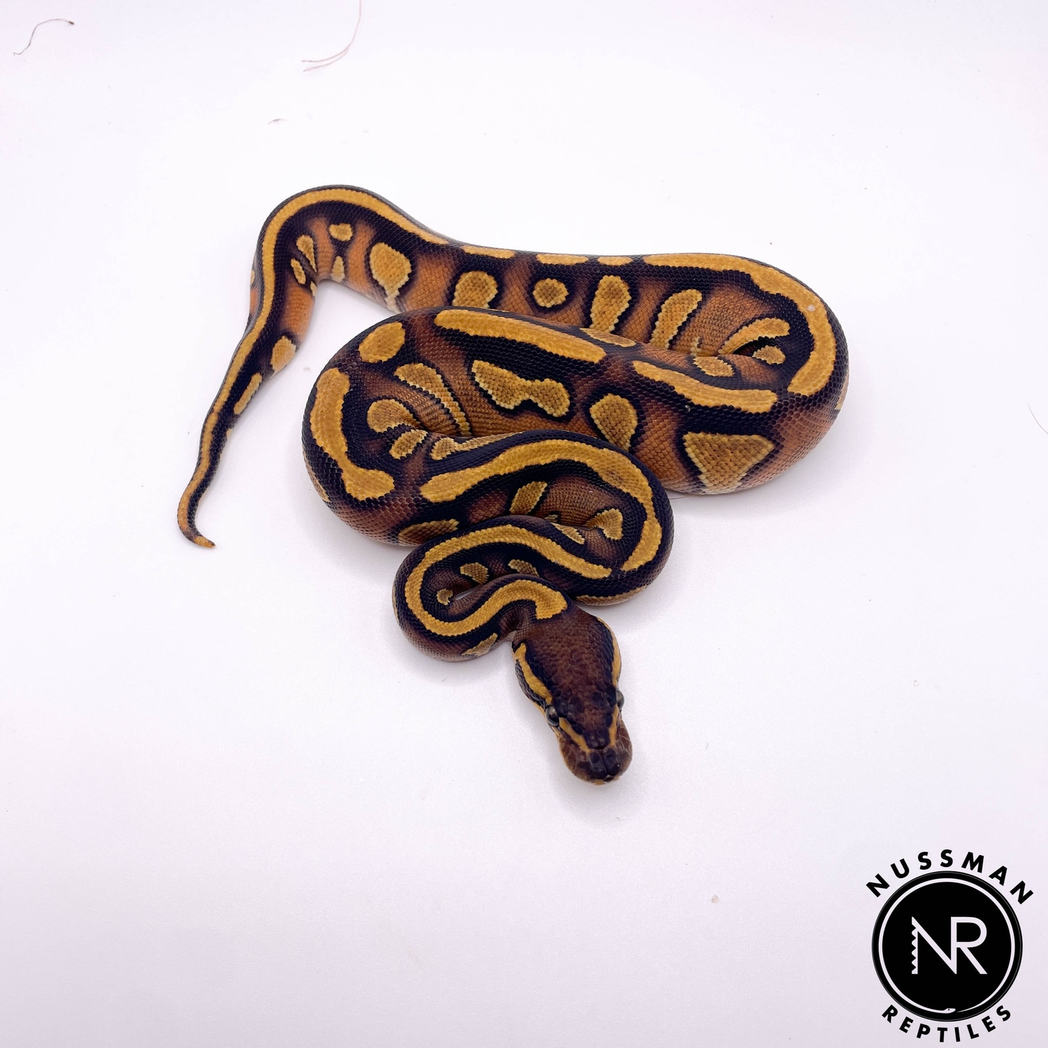Blackhead Enchi Red Gene Dh Hypo Clown Ball Python by Nussman Reptiles ...