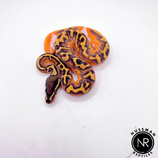 Blackhead Enchi YB Pied Ball Python by Nussman Reptiles
