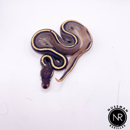 Super Blackhead Super Leopard Clown Ball Python by Nussman Reptiles ...
