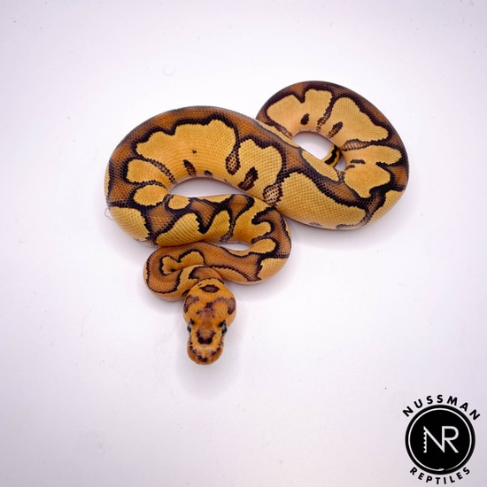 Fire Clown Ball Python by Nussman Reptiles