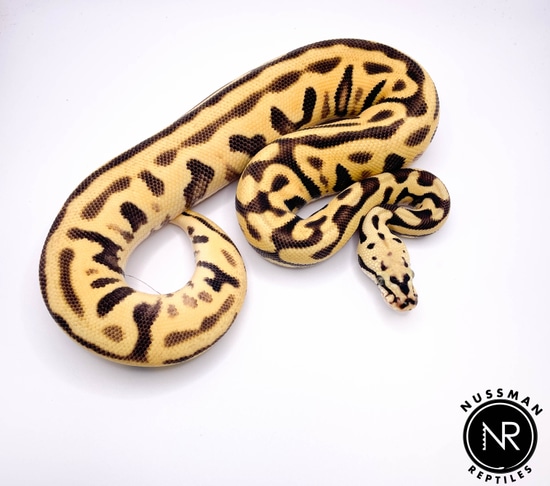 Pastel Enchi Fire Leopard Spotnose Dh DG Clown Ball Python by Nussman ...