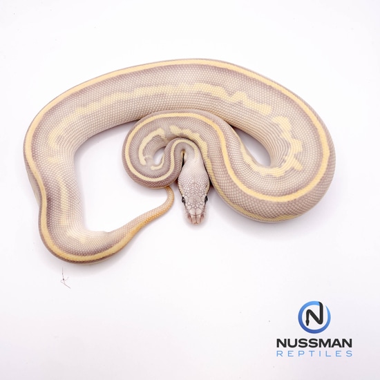 Blackhead Orange Dream Lesser Leopard Pastel DG Ball Python by Nussman ...