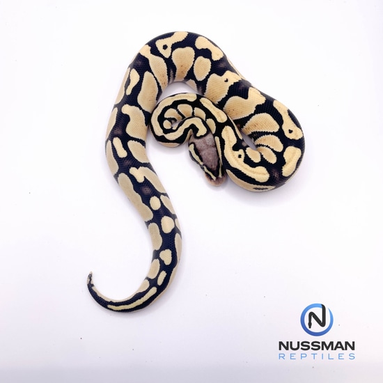 Pastel (OD) DG Ball Python by Nussman Reptiles