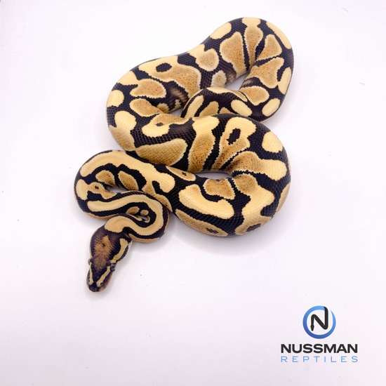 DG Dh Hypo Puzzle Ball Python by Nussman Reptiles