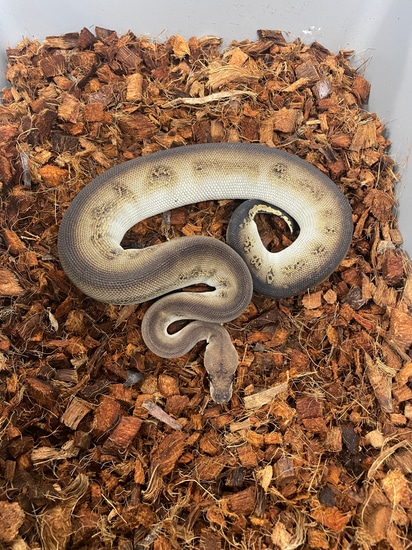 Super Blackhead Super Leopard Clown Ball Python by Nussman Reptiles