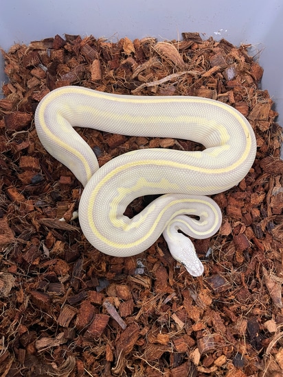 Blackhead Orange Dream Lesser Leopard Pastel DG Ball Python by Nussman ...