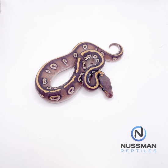 Blackhead Mojave Hypo Het Clown Ball Python by Nussman Reptiles